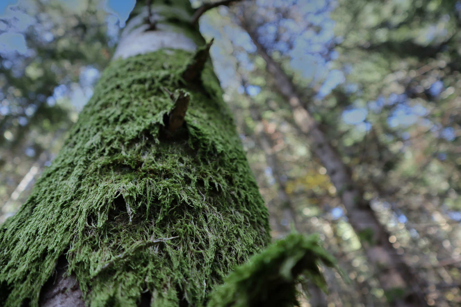 Ein Baum Foto & Bild | natur Bilder auf fotocommunity