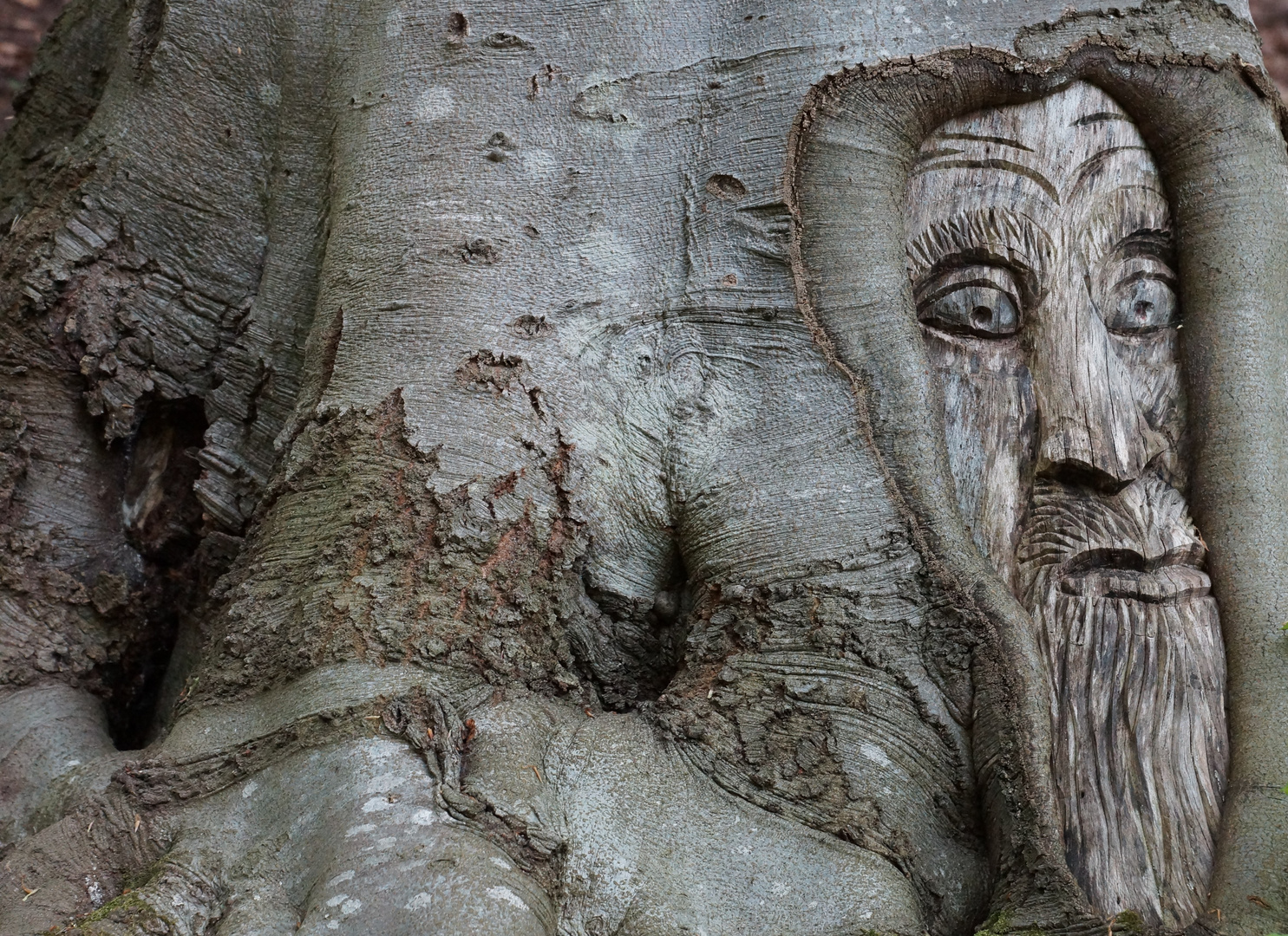 Ein Baum Foto & Bild | landschaft, wald, natur Bilder auf fotocommunity