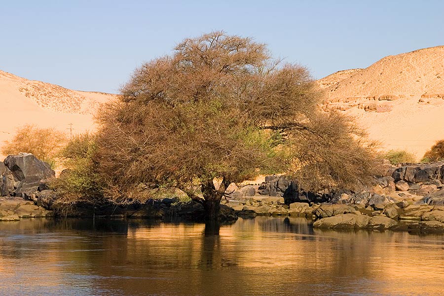 Ein Baum im Nil.. Foto & Bild | africa, egypt, north africa Bilder auf ...