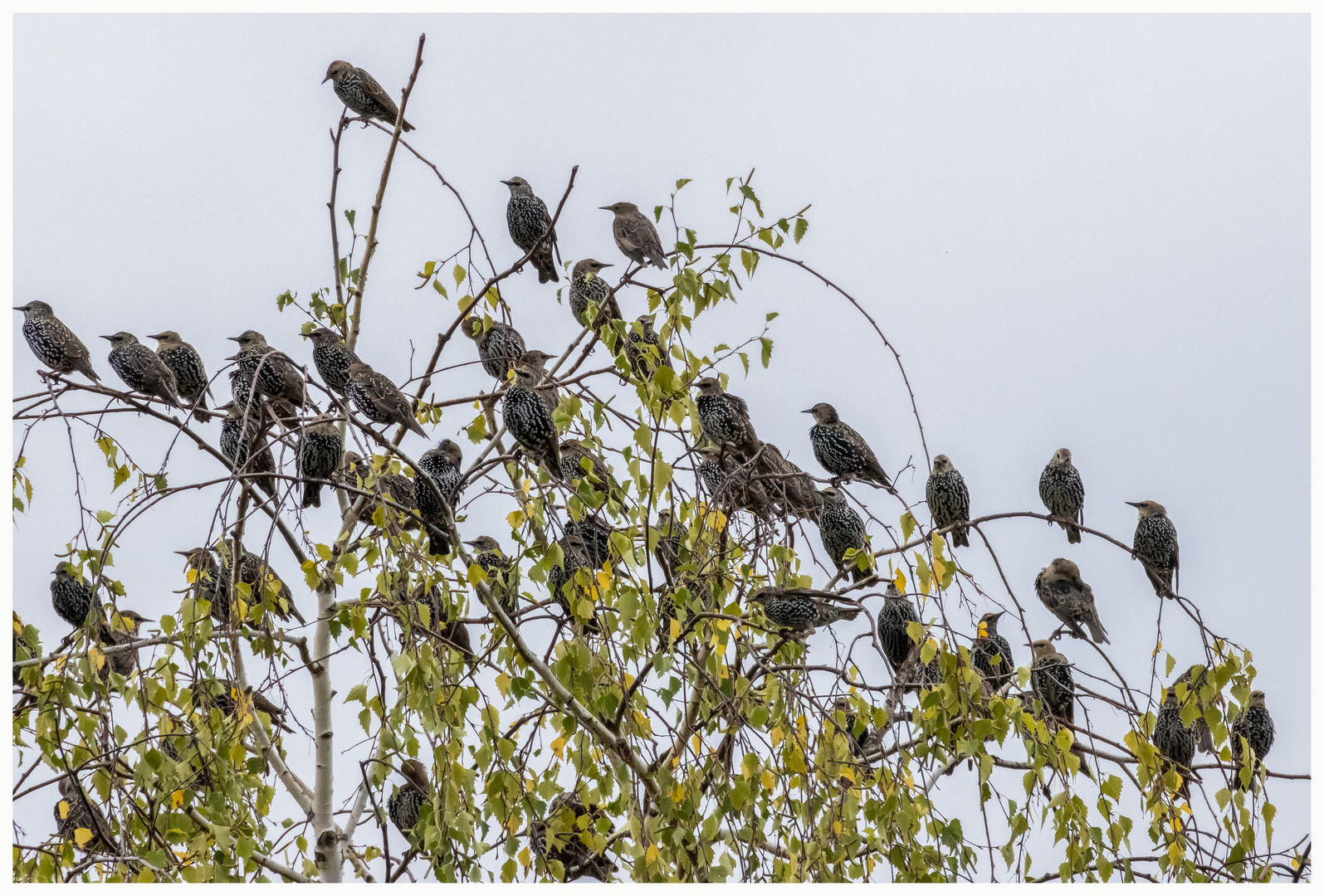 Ein Baum voller Stare. Foto & Bild | europe, schweiz & liechtenstein ...