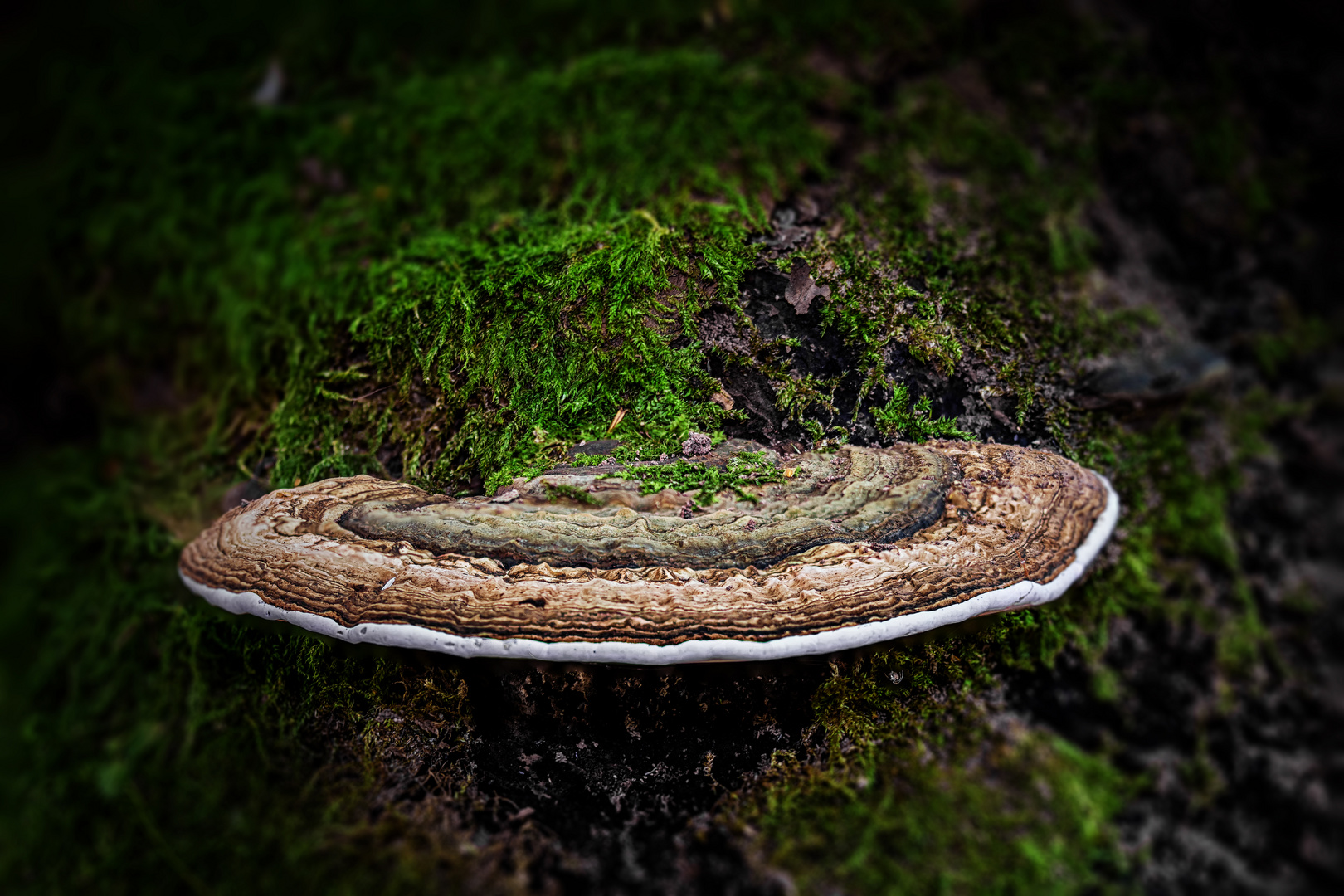 Ein Baumpilz Foto & Bild | world, wald, makro Bilder auf fotocommunity