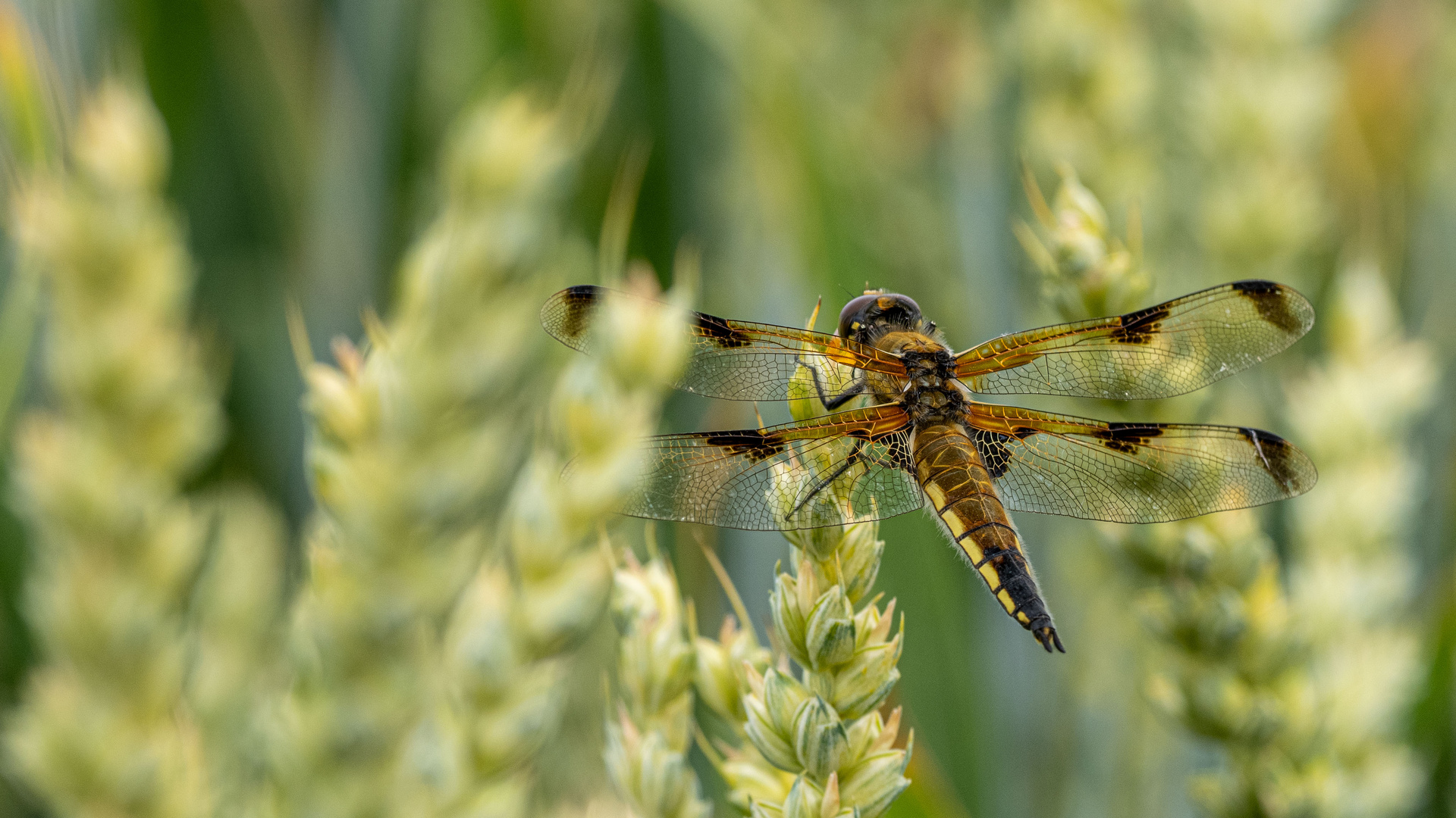 Ein Beau im Kornfeld Foto & Bild | tiere, wildlife, libellen Bilder auf fotocommunity