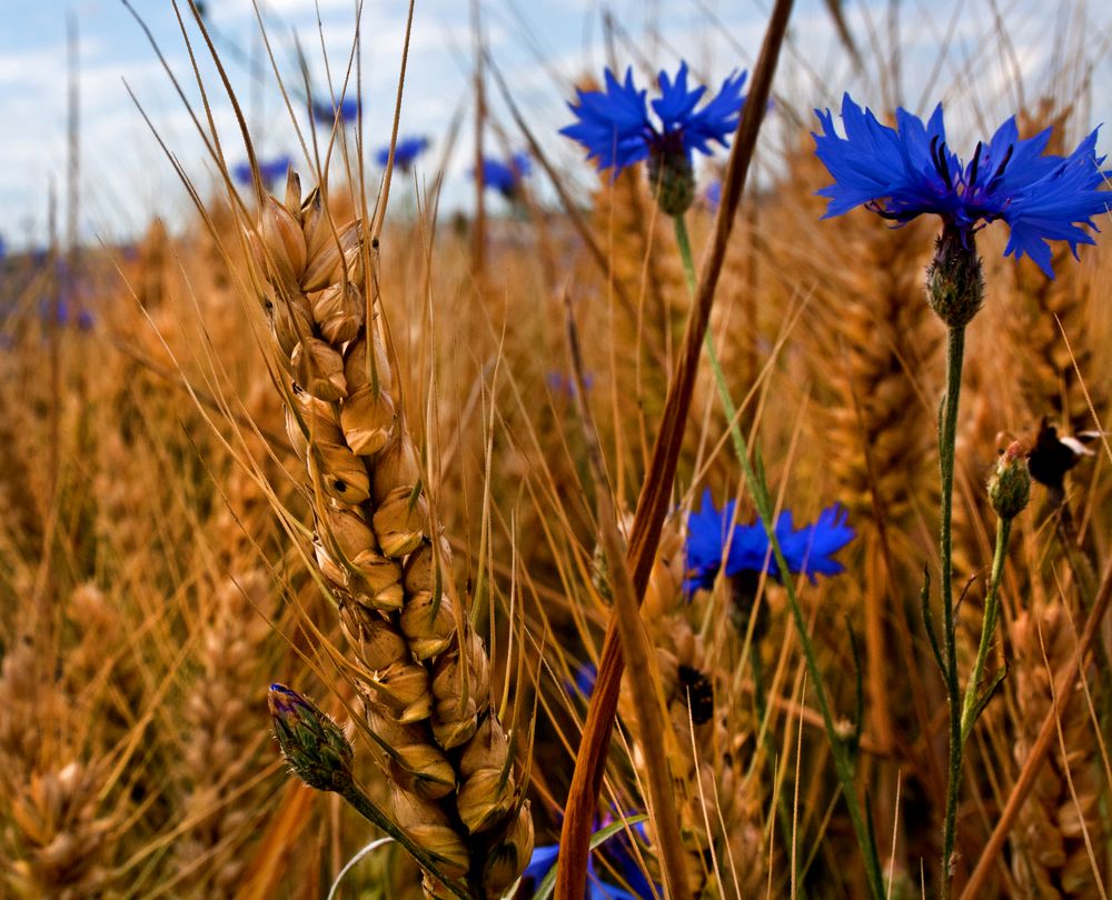 Ein Bett im Kornfeld... Foto & Bild | pflanzen, pilze & flechten, getreide und feldfrüchte ...