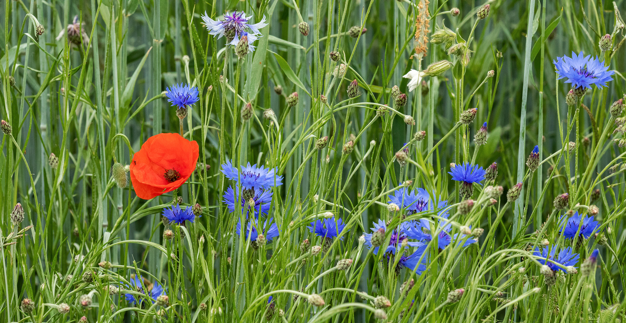 Ein Bett im Kornfeld Foto & Bild | tiere, wildlife, insekten Bilder auf fotocommunity