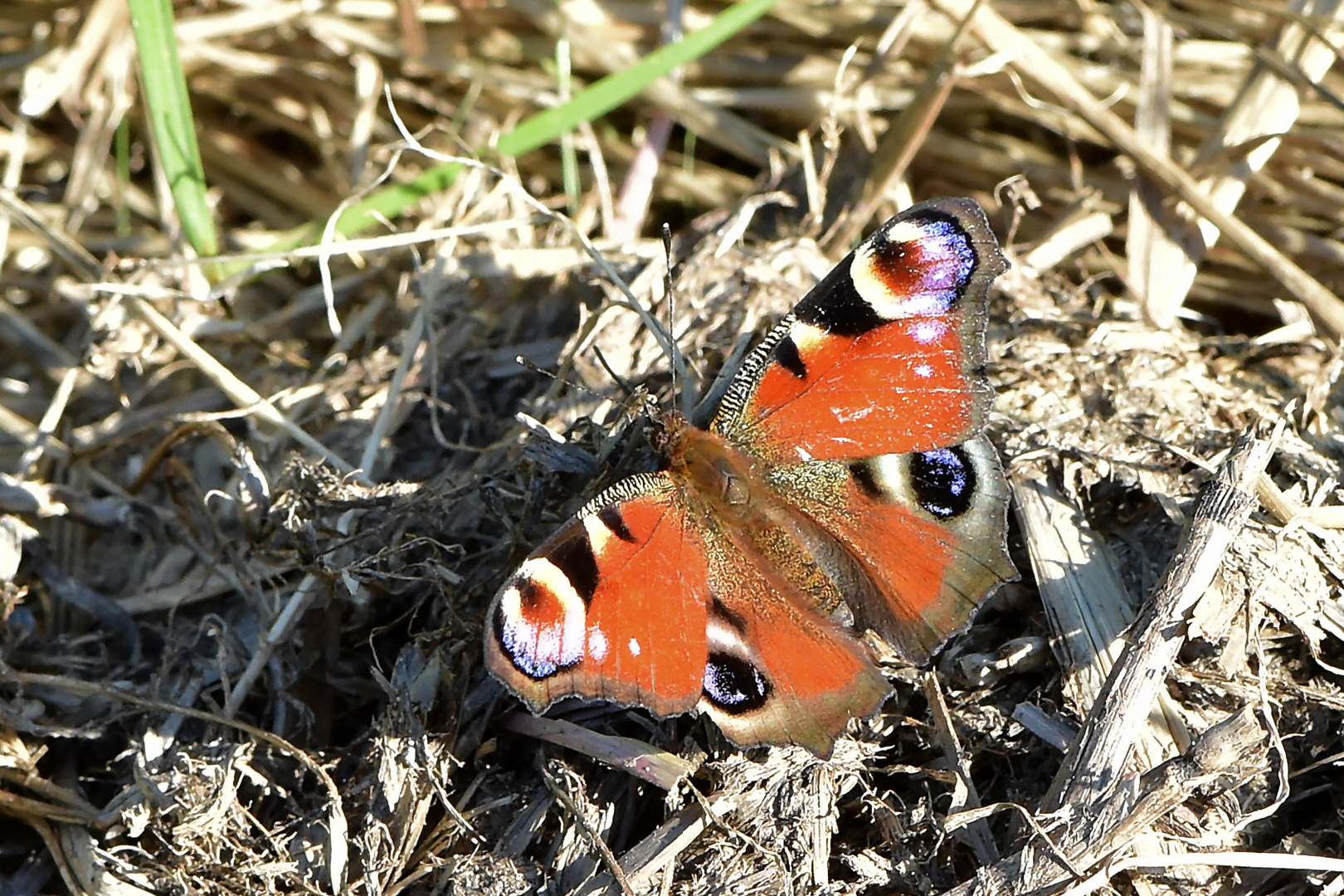 Ein Bett im Kornfeld Foto & Bild | makro, natur, schmetterling Bilder auf fotocommunity