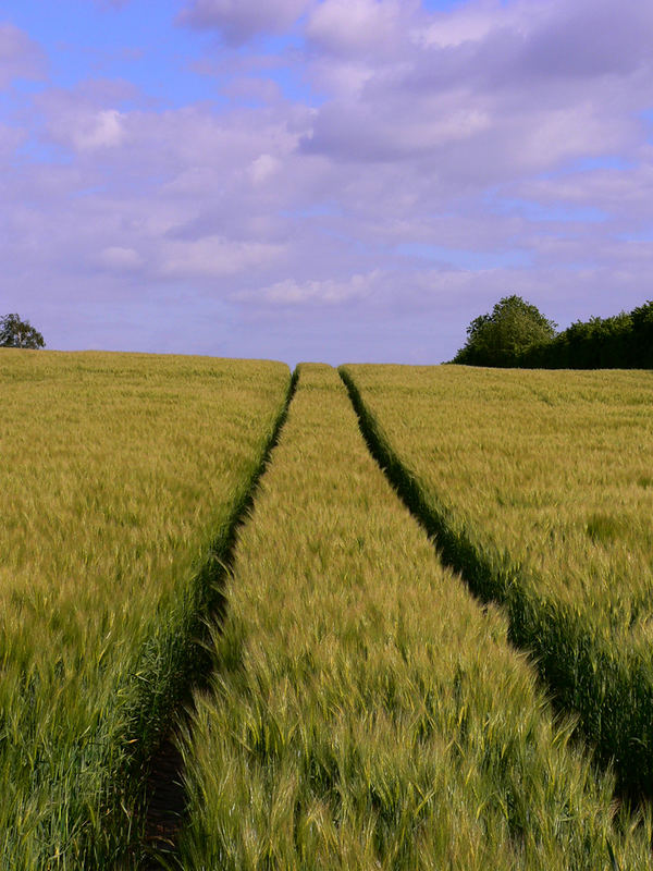 Ein Bett im Kornfeld... Foto & Bild | deutschland, europe, schleswig- holstein Bilder auf ...
