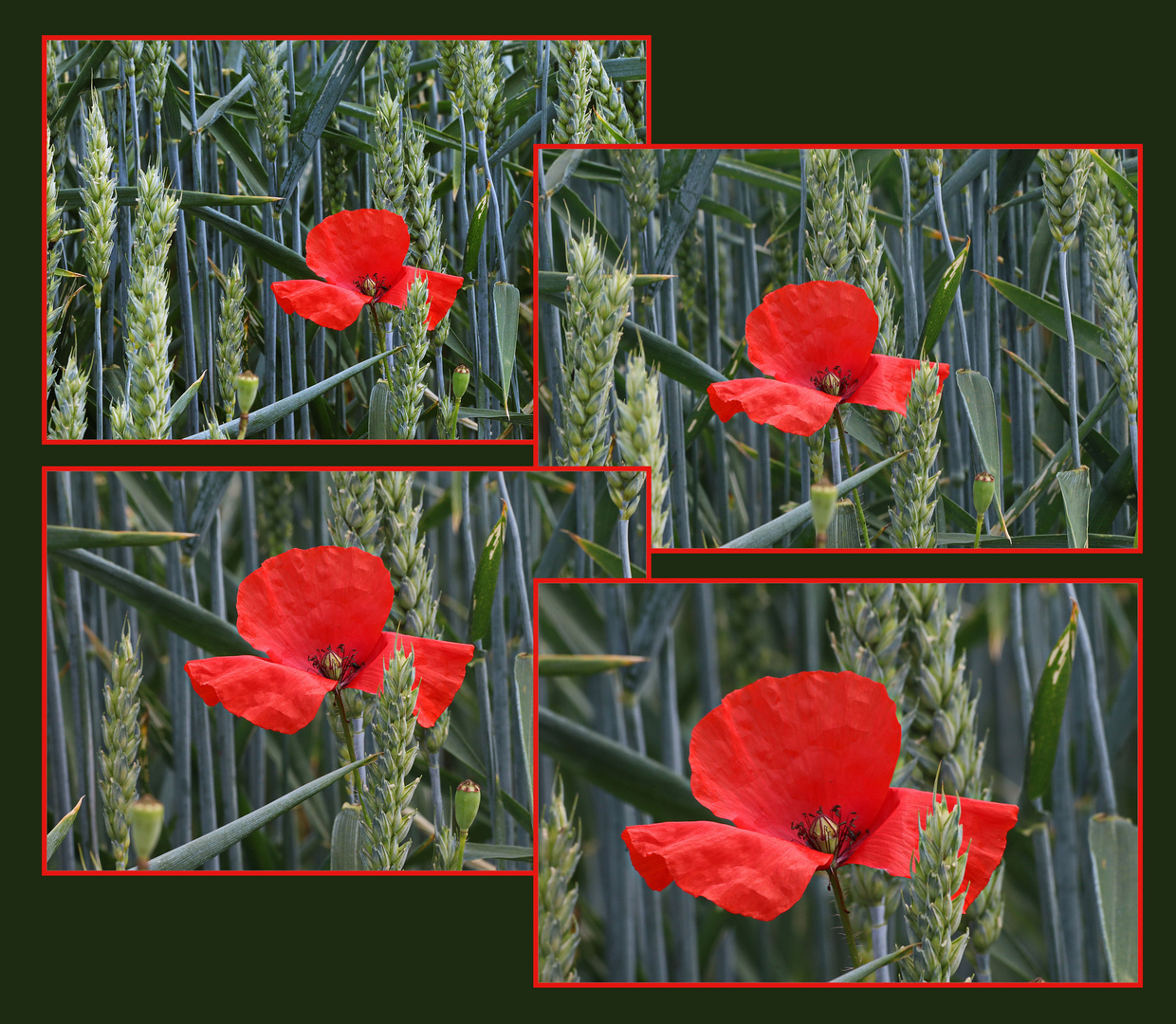 ein Bett im Kornfeld Foto & Bild | natur, blüte, mohnblumen Bilder auf fotocommunity
