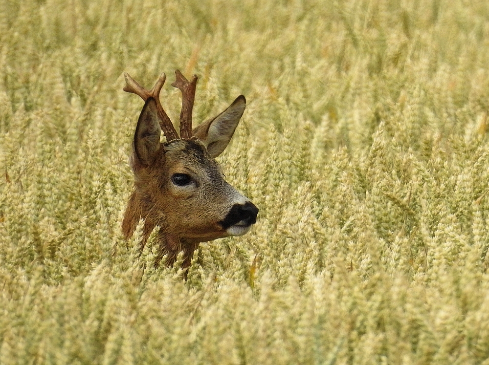 Ein Bett im Kornfeld Foto & Bild | natur, tiere, wildlife Bilder auf fotocommunity