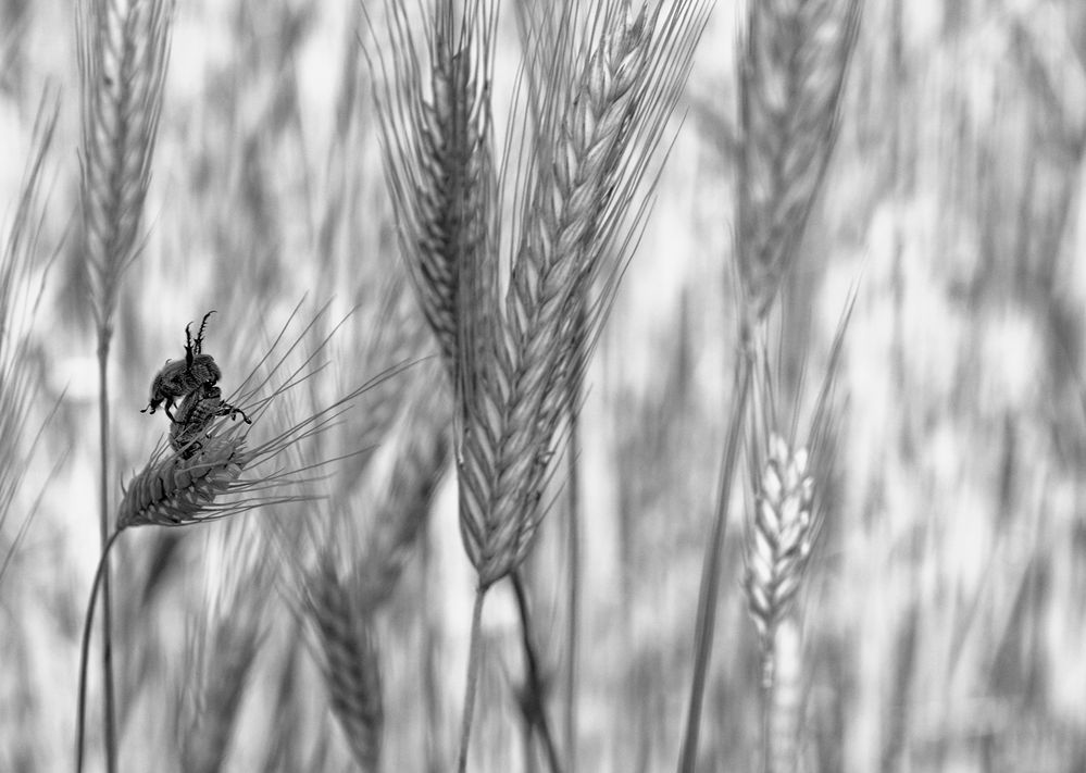 Ein-Bett-im-Kornfeld Foto & Bild | emotionen, monochrom, natur-kreativ Bilder auf fotocommunity