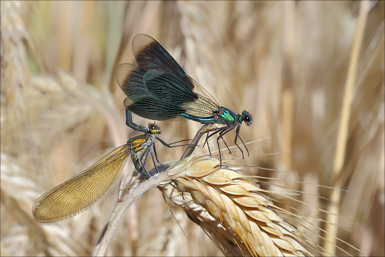 Ein Bett im Kornfeld Foto & Bild | natur, tiere, wildlife Bilder auf fotocommunity