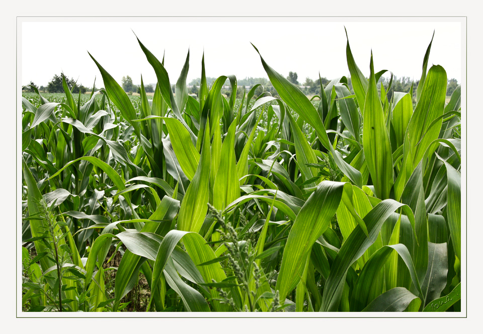 ein Bett im Maisfeld....... Foto & Bild | pflanzen, pilze & flechten, getreide und feldfrüchte ...