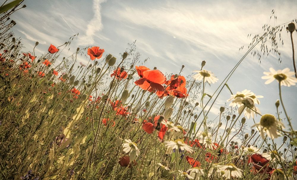 ein Bett im Mohnfeld Foto & Bild | europe, Österreich, pflanzen, pilze & flechten Bilder auf ...