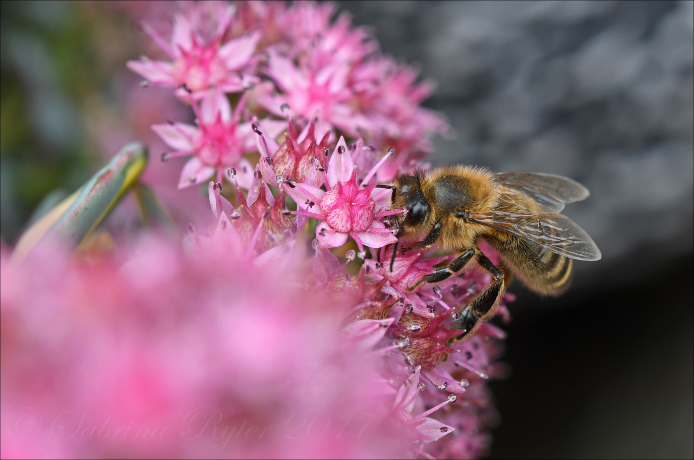 Ein Bienchen... Foto & Bild | tiere, wildlife, insekten Bilder auf ...