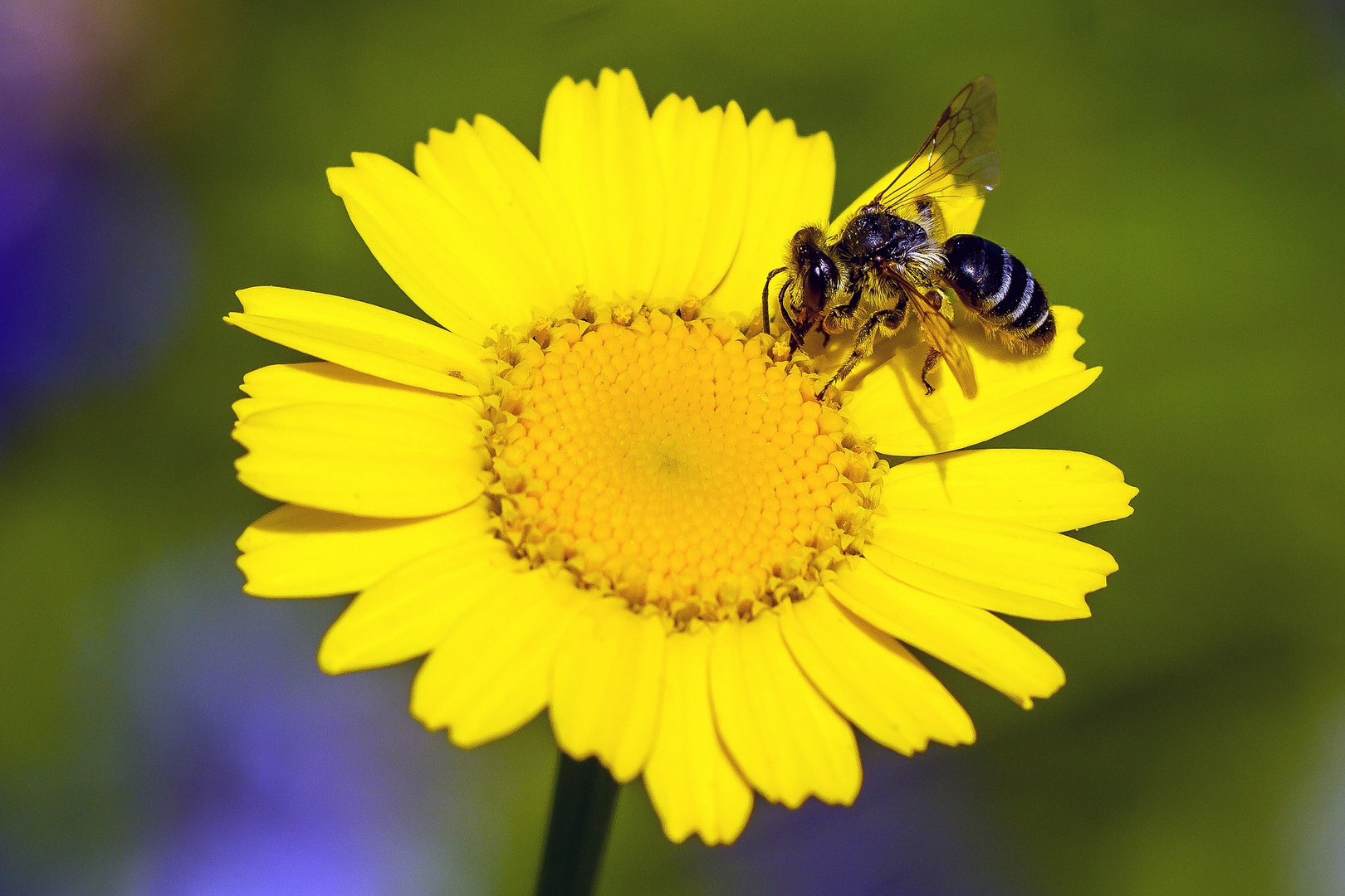 Ein Bienchen Foto & Bild | natur-makros, natur-kreativ ...