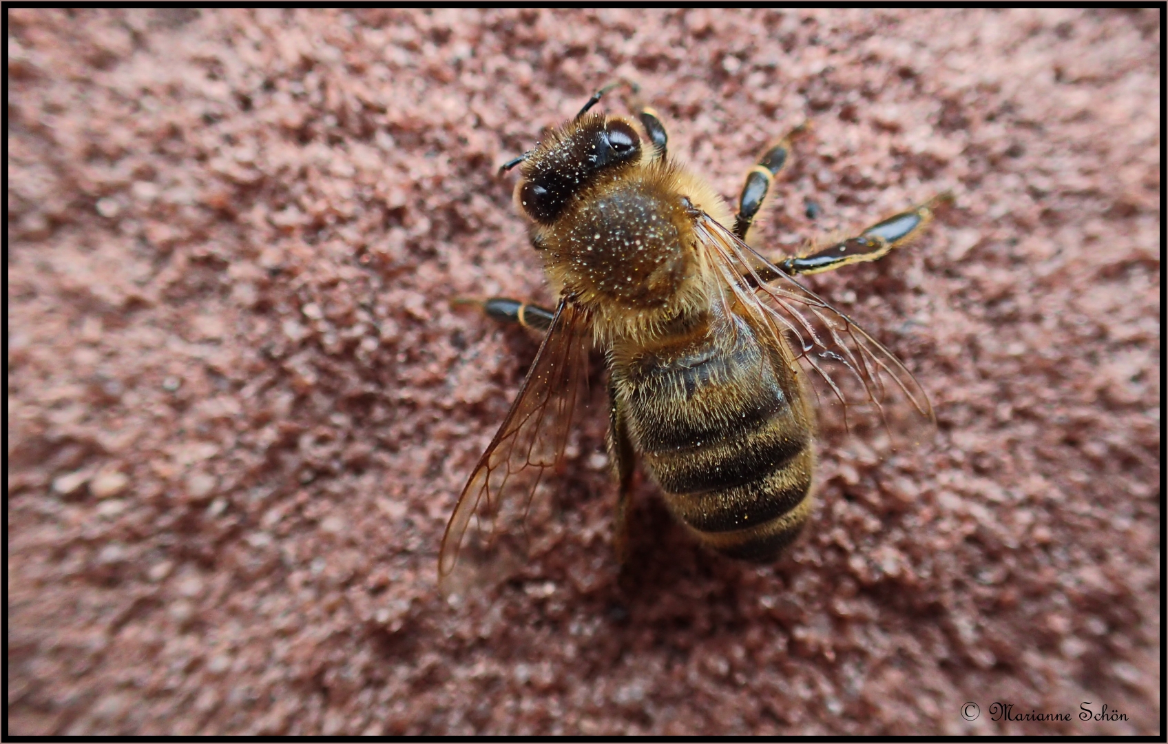 Ein Bienchen an der Rathauswand... Foto & Bild | spezial, natur ...
