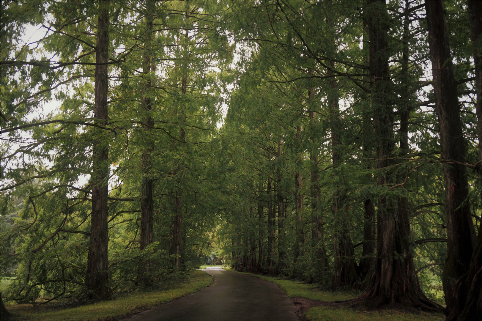 Ein Bild der Ruhe ... Foto & Bild | wald, bäume, natur Bilder auf ...