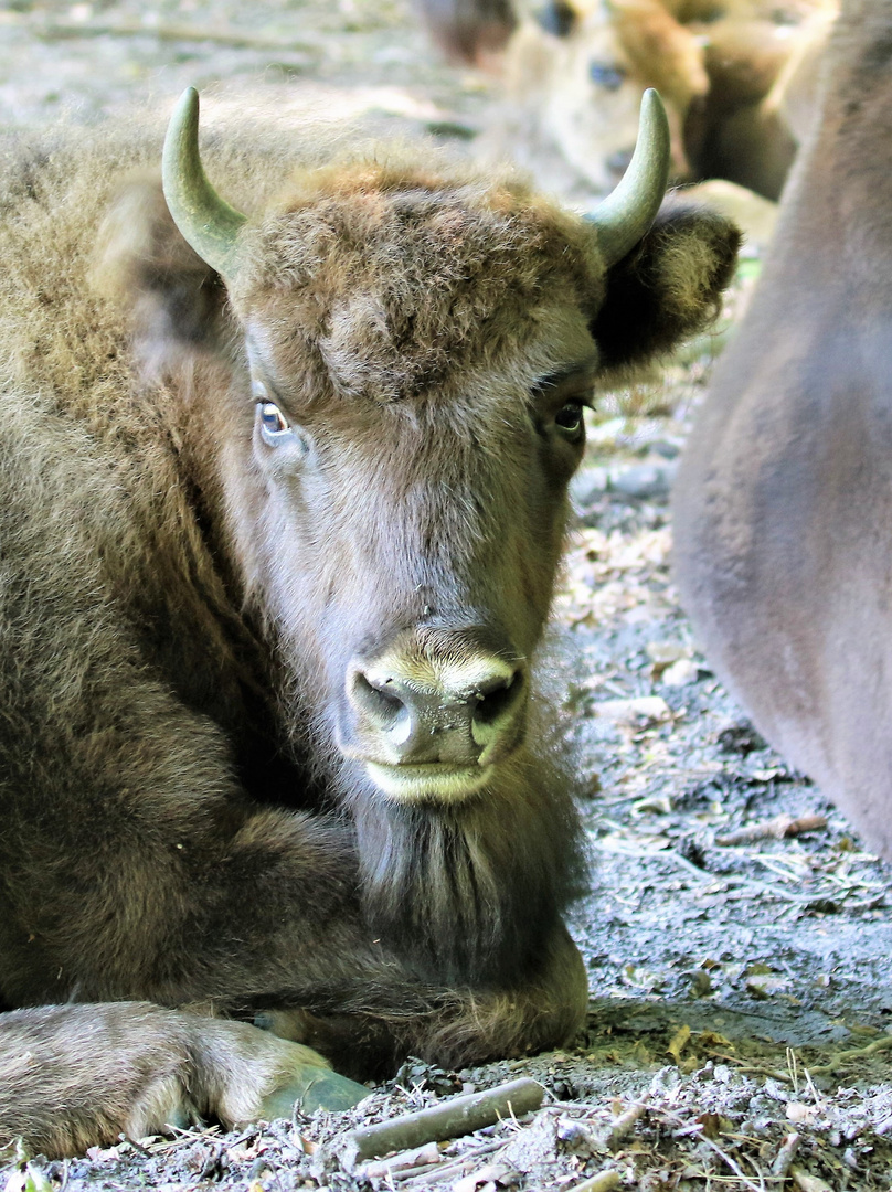 Ein Bison hat es sich im Schatten unter den Bäumen gemütlich gemacht ...
