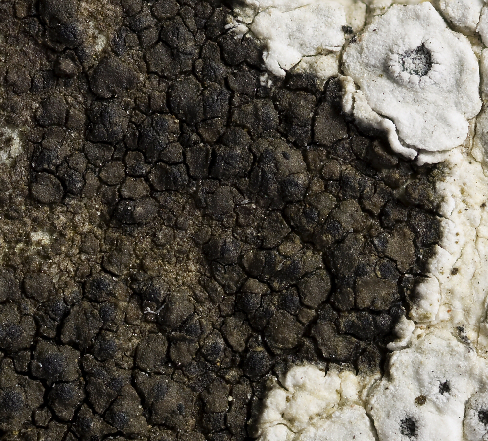 Ein bisschen Dreck? Foto & Bild | pflanzen, pilze & flechten, pilze ...