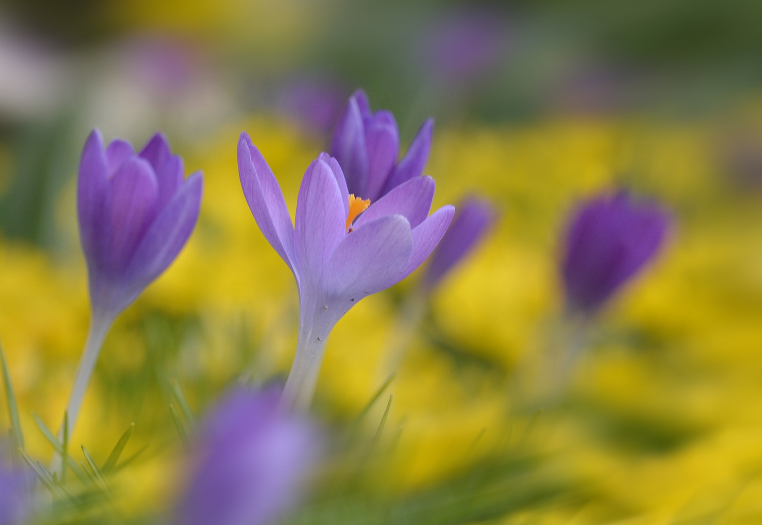 ein bisschen Farbe Foto & Bild | pflanzen, pilze & flechten, blüten ...