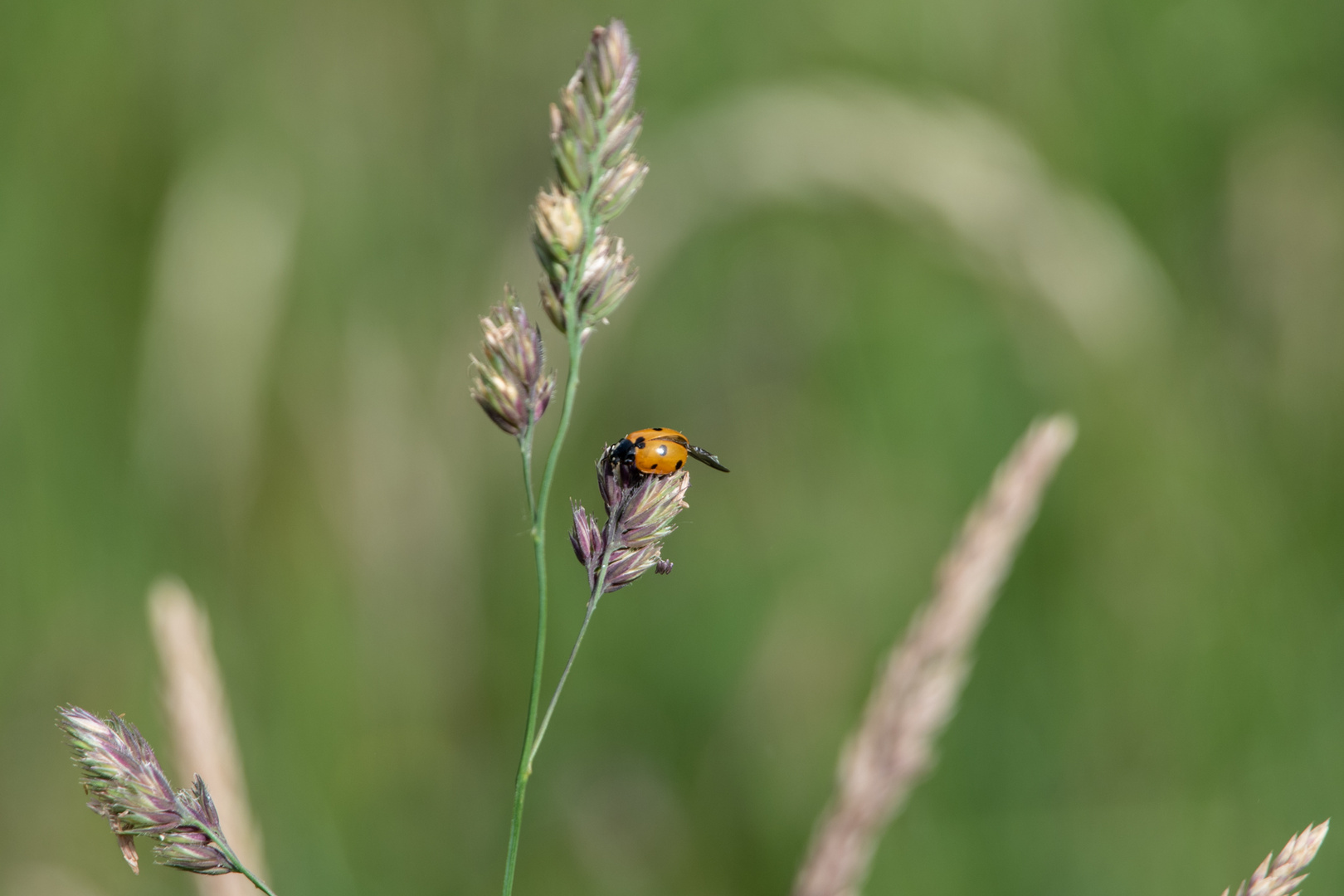 ein bißchen Glück für jeden Tag Foto & Bild | tiere, natur, insekten ...