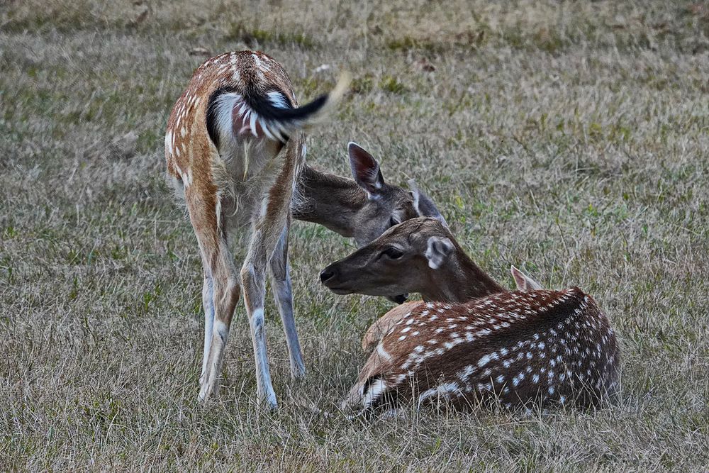ein bisschen Schmusen muss sein Foto & Bild | natur, tiere, wild Bilder ...