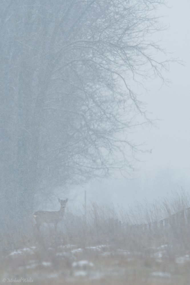 Ein bißchen Winter Foto & Bild | tiere, jahreszeiten, winter Bilder auf fotocommunity