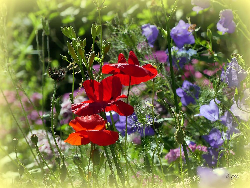 Ein Blick Foto & Bild | sommer, natur, blumen Bilder auf fotocommunity Ein Blick Foto & Bild | sommer, natur, blumen Bilder auf fotocommunity