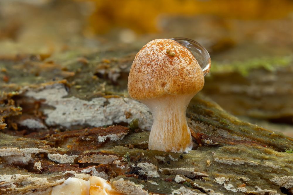 ein Blick in die Glaskugel... Foto & Bild | pflanzen, pilze & flechten, pilze & flechten, natur ...
