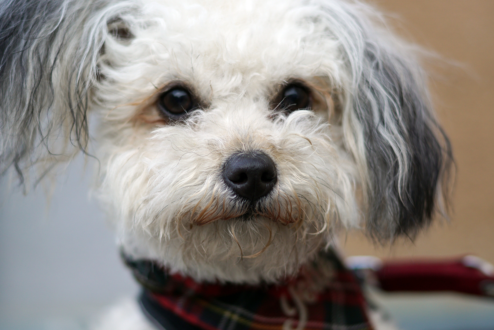 Ein Blick und alles ist vergessen.. Foto & Bild | tiere, haustiere ...