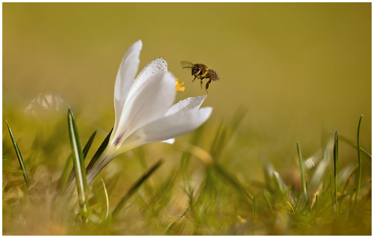 ein Blümchen fürs Bienchen Foto & Bild | jahreszeiten, frühling, ***nah ...