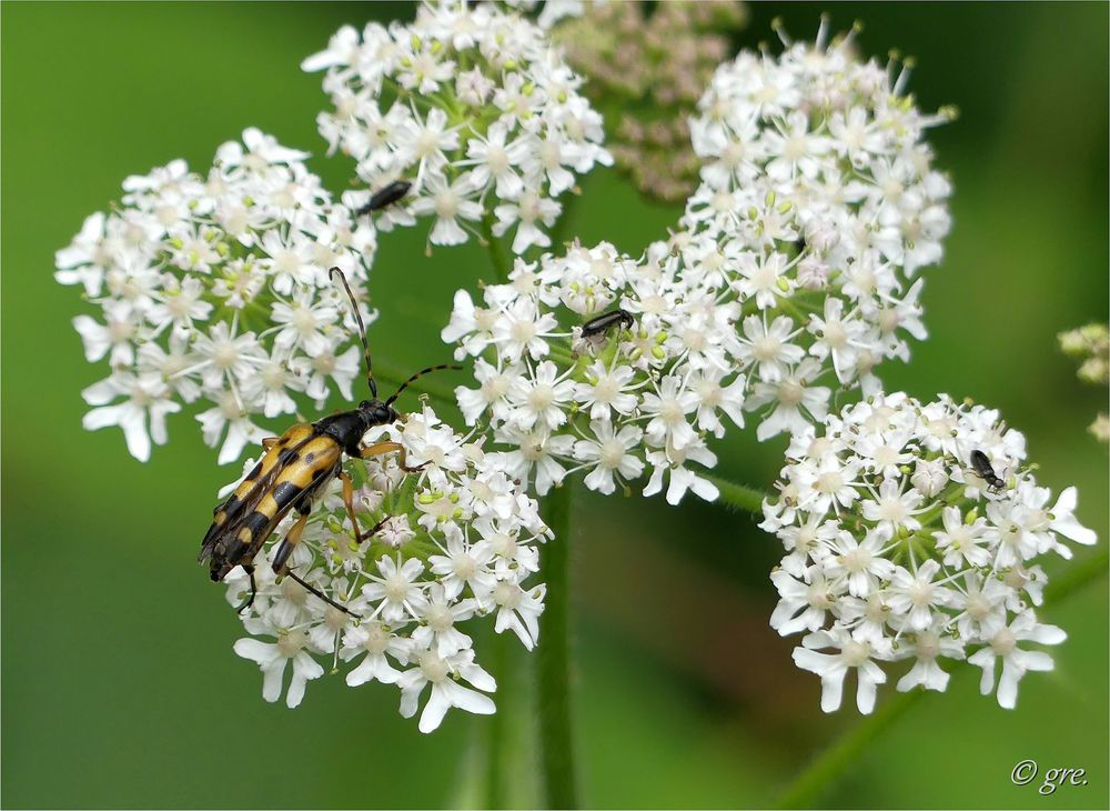 Ein Bock und Foto & Bild | sommer, natur, blüten Bilder auf fotocommunity