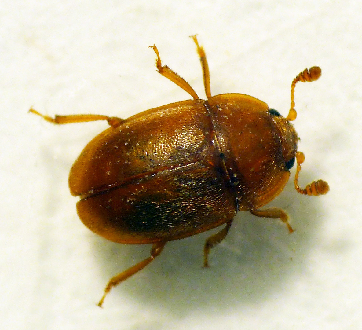 Ein brauner Glanzkäfer - Epuraea sp. Foto & Bild | tiere, wildlife ...