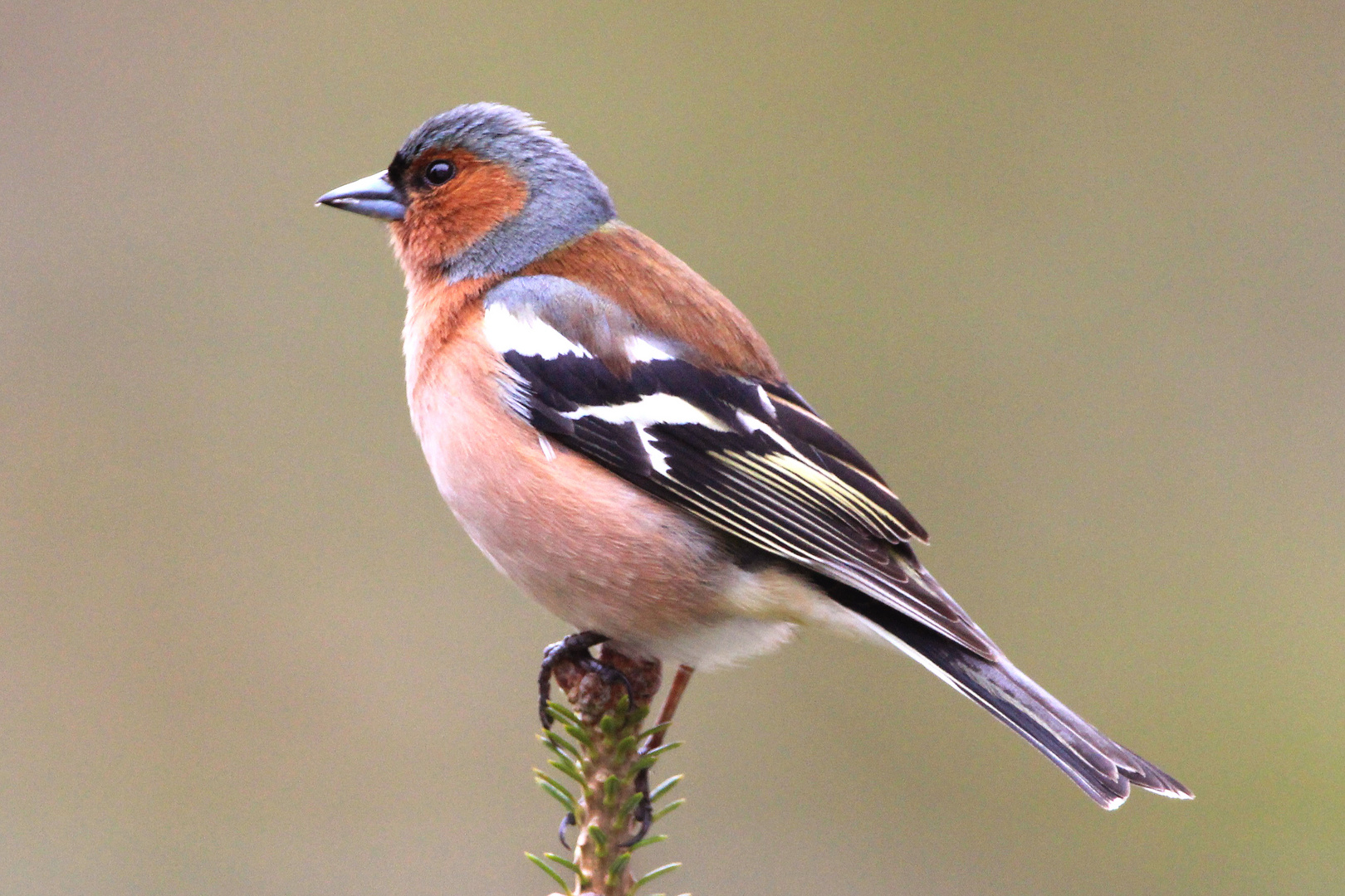 Ein Buchfink Foto & Bild | tiere, wildlife, wild lebende vögel Bilder ...