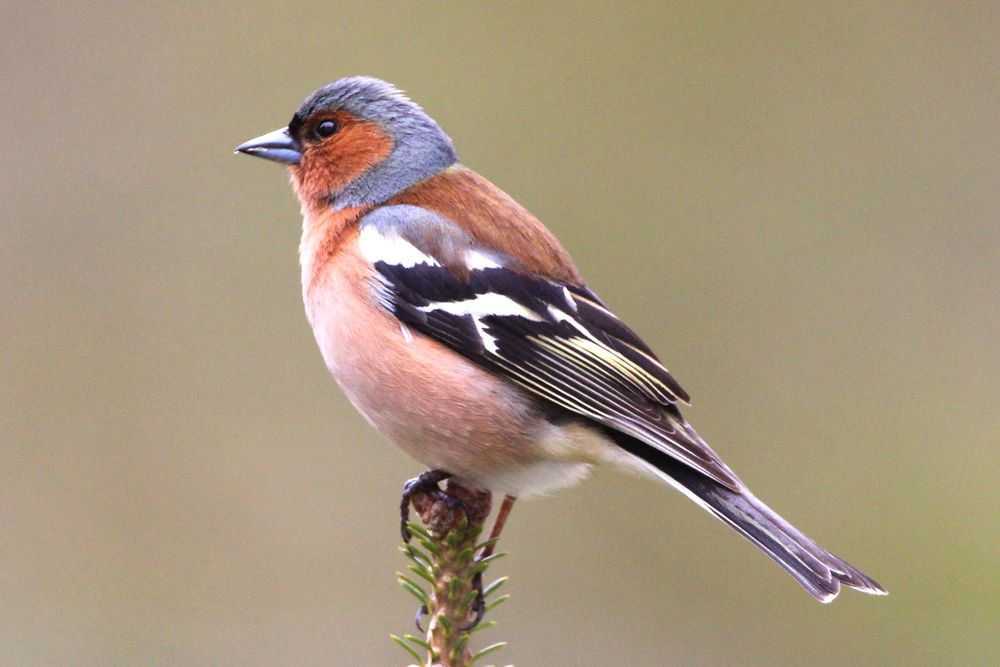 Ein Buchfink Foto & Bild | tiere, wildlife, wild lebende vögel Bilder ...