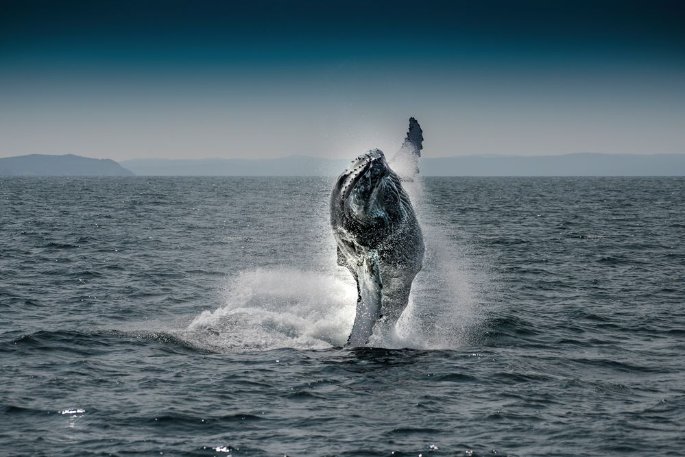 Ein Buckelwal winkt uns zu... Foto & Bild | fotos, world, landschaften ...