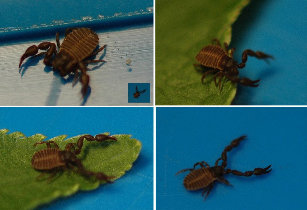Ein Bücherskorpion, Chelifer sp.(?) Foto & Bild | tiere, wildlife ...