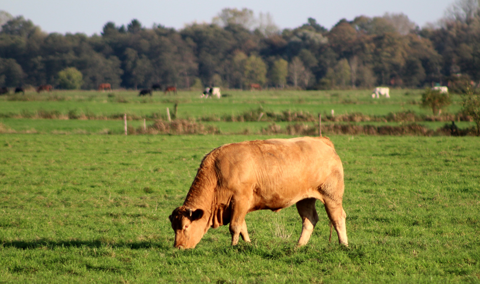 ein Bulle auf der Pferdeweide ... Foto & Bild | outdoor, bäume, baum ...