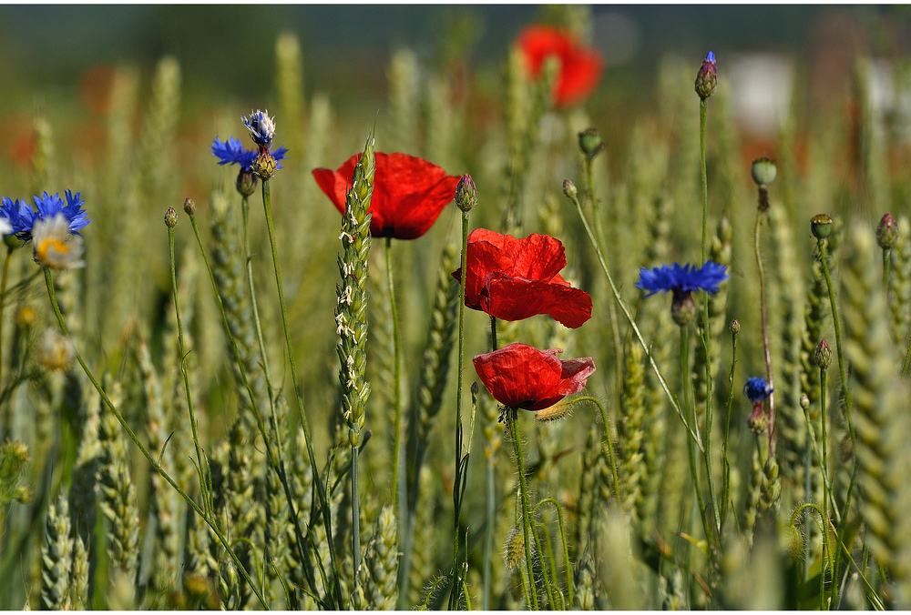 Ein Bunt im Kornfeld :-) Foto & Bild | pflanzen, pilze & flechten, blüten- & kleinpflanzen, mohn ...