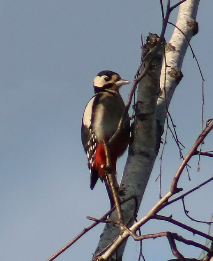 Ein bunter Specht auf der Birke Foto & Bild | natur, tiere, wildlife ...