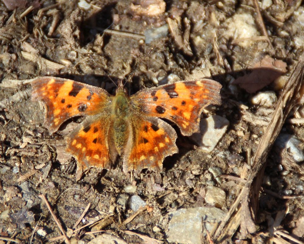 Ein C-Falter von heute Foto & Bild | schmetterlinge, natur, insekten ...