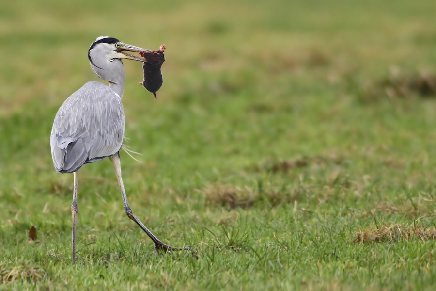 Ein dicker Brocken Foto & Bild | tiere, wildlife, wild lebende vögel ...