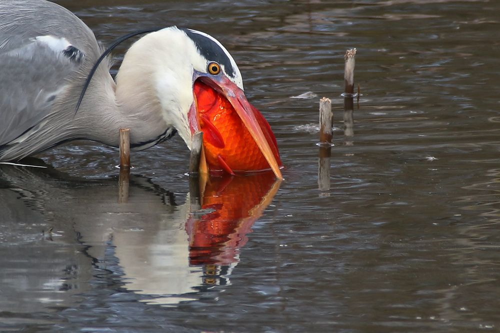 ein dicker Brocken im Schnabel Foto & Bild | tiere, wildlife, wild ...