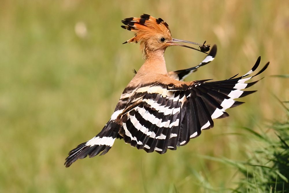 Ein dicker Brummer für den Nachwuchs Foto & Bild | natur, tiere, vögel ...