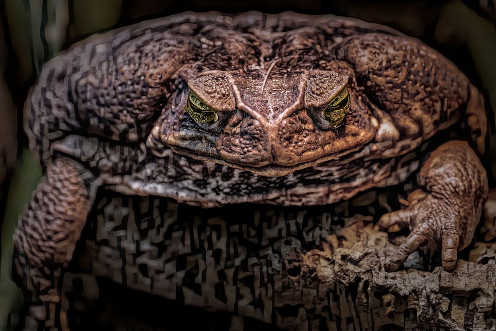 ein dicker Frosch Foto & Bild | tiere, zoo, wildpark & falknerei ...