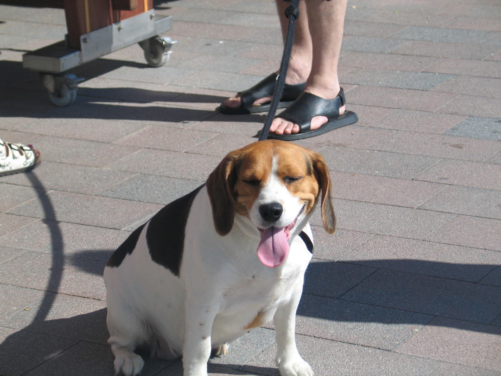 Ein dicker Hund Foto & Bild | quatsch, fun und rätselecke, spezial ...
