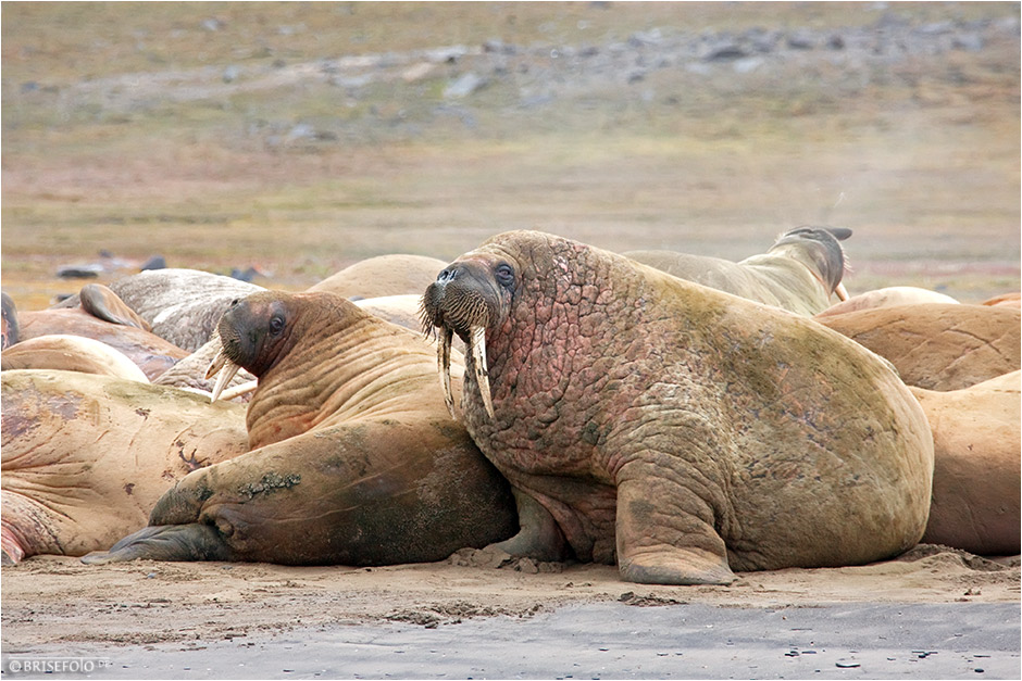 Ein dickes Fell.... Foto & Bild | tiere, wildlife, säugetiere Bilder ...