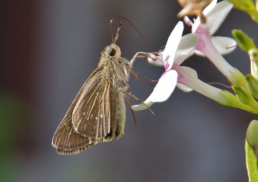 Ein Dickkopf . . Foto & Bild | natur, wildlife, flores Bilder auf ...