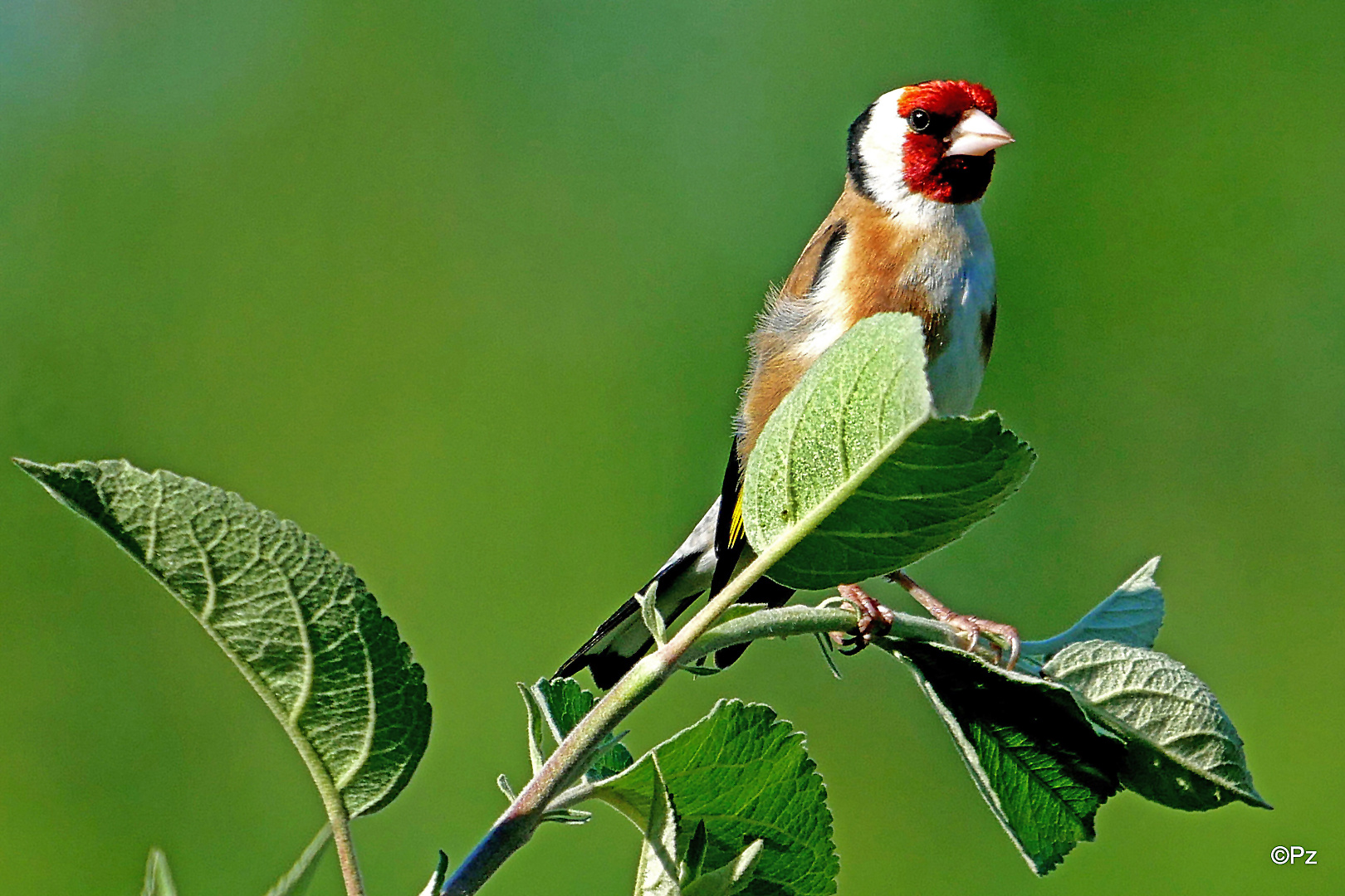 Ein Distelfink/Stieglitz labt sich an einem Apfelbaumblatt ... Foto ...