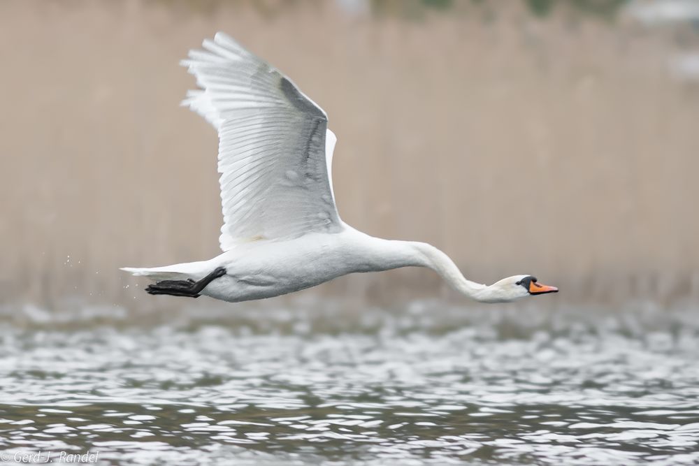 Ein Doppel-Höcker-Schwan Foto & Bild | tiere, wildlife, wild lebende ...