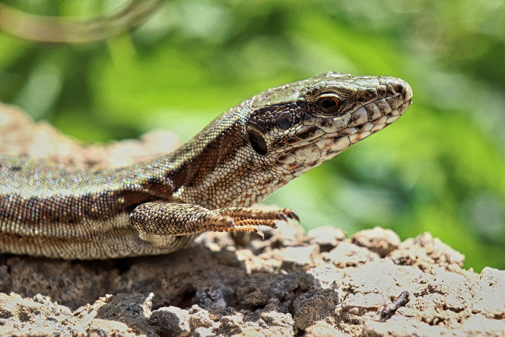 Ein Drache ! Foto & Bild | fotos, makro, natur Bilder auf fotocommunity